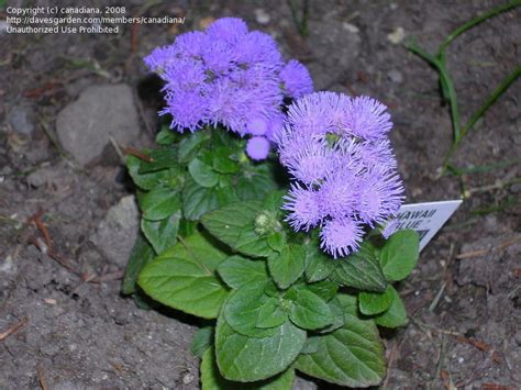 Ageratum Floss Flower Best Flower Site