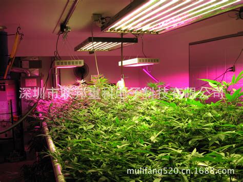 种植灯 室内种植灯 伤感说说吧