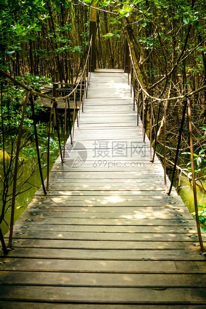 泰国红树林中的木栈道高清图片下载 正版图片503244483 摄图网