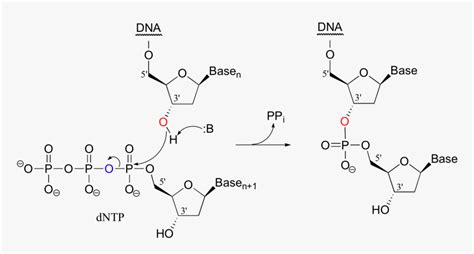 Image130 Phosphodiester Bond Formation In Dna Hd Png Download