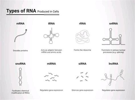 Introduction To Rna Types Somaye Hormaty Posted On The Topic Linkedin