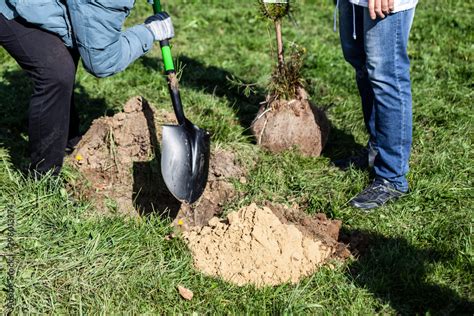 Tree Planting The Work Of A Partner The Seedling Is Buried In The Ground Creating A Park Of