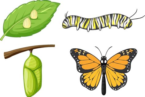 Ciclo De Vida De La Mariposa Monarca Ciclo De Vida De La Mariposa