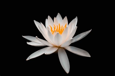 睡蓮しのあや 紅里 こうり