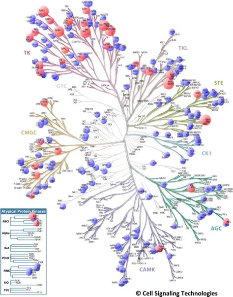 Global Proteome Analysis Of The Nci 60 Cell Line Panel Cell Reports