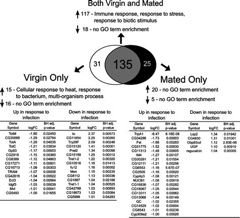 The Effect Of Infection On Transcript Abundance In Virgin And Mated