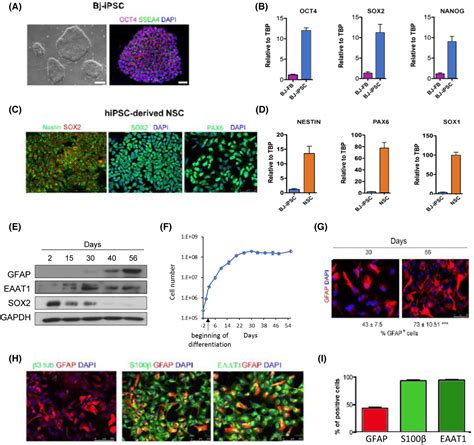 Serine Metabolism During Differentiation Of Human IPSCderived