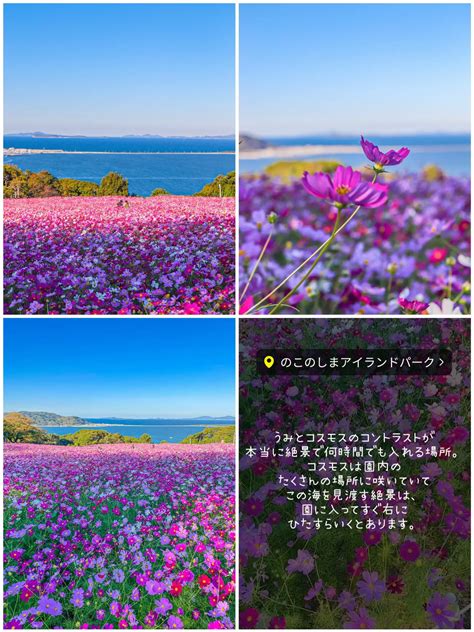 【保存版】オススメ絶景×お花畑 選〜第1段〜 お出かけちろりっぷが投稿したフォトブック Lemon8
