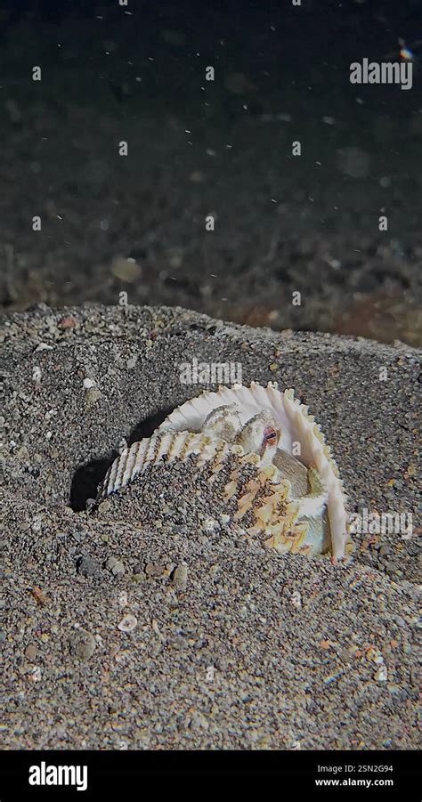 Octopus And Shell Stock Video Footage Alamy