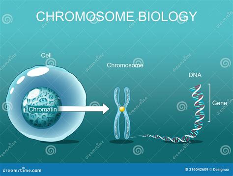 Structure Of Cell Chromatin Chromosome Biology Cartoon Vector 316042609