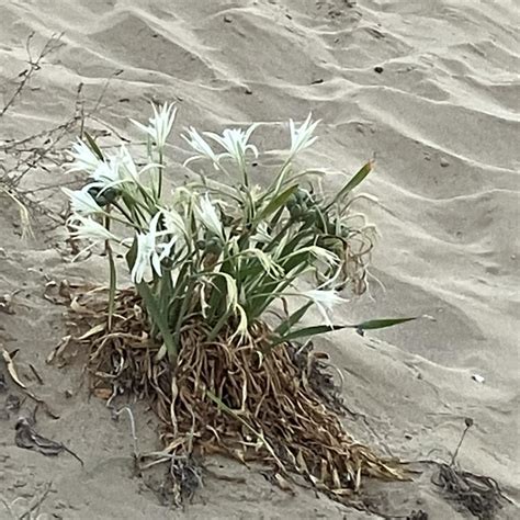 Авис Медика На основание чл 63 от Закона за здравето във връзка с регистрирани случаи на