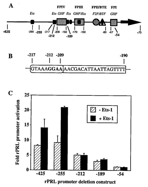 Mapping Of The Cis Elements Required For C Ets 1ras Activation Of The