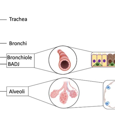 Schematic Anatomy Of The Lung And Cellular Composition Of The Airway Download Scientific