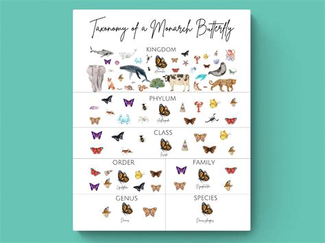 Rose Kingdom Phylum Class Order At Nicole Webber Blog