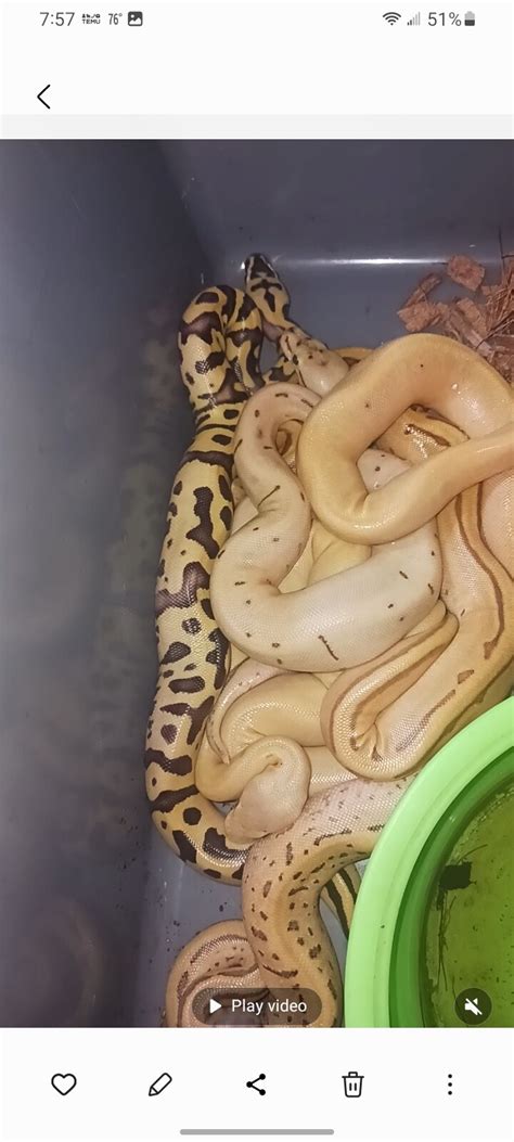 Pinstripe Pattern Reduction Ball Pythons Morphmarket Reptile Community