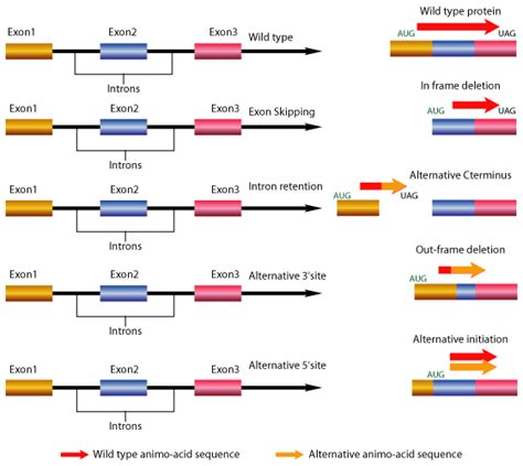 Gene Splicing Mecanismo De Splicing Alternativo Tutorial Emenda Variante De Detecção Hi Tech