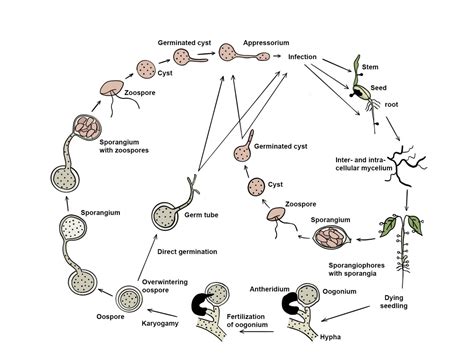 Onestopshopfungi Pythium