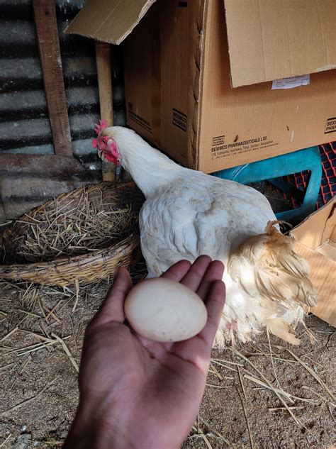 পাবনা জেলা ক্ষুদ্র খামারি বয়লার মুরগির ডিম ️🥚