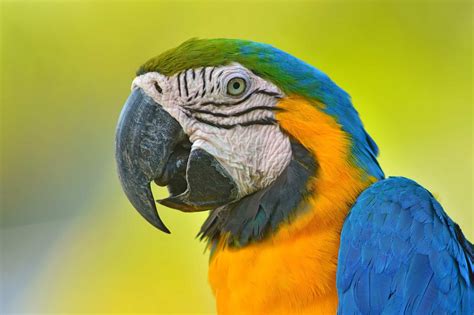 Parrot Tongue Anatomy Function And Facts With Pictures