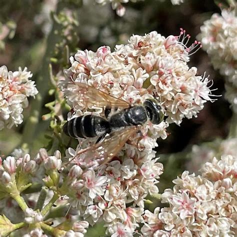 Tachytes Distinctus Tachytes Distinctus Bugguide Net