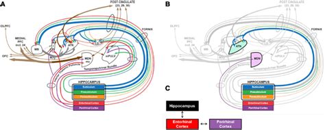 A Depiction Of The Thalamic Connections To The Medial Temporal Lobe Download Scientific