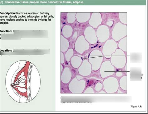 Adipose Connective Tissue Diagram