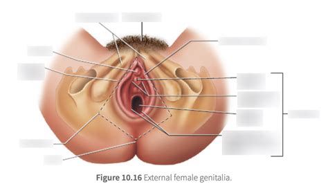 External Female Genitalia Diagram Quizlet