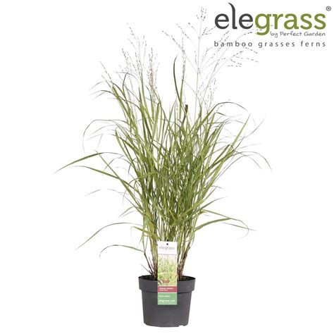Panicum Virgatum Hänse Herms — Plant Wholesale Floraccess