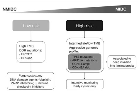Aua 2023 Very High Risk Nmibc Radical Cystectomy Or Intravesical Therapy