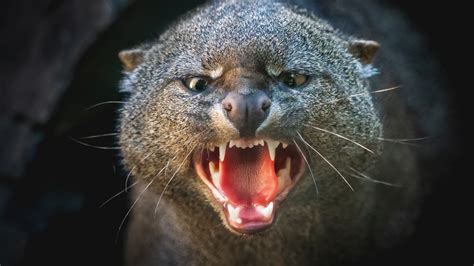 Jaguarundi The Little Wildcat That Looks Like An Otter And Has 13 Ways