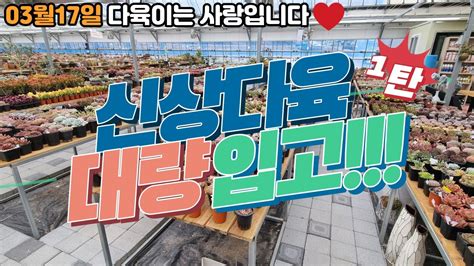 0️⃣3️⃣월1️⃣7️⃣일📅1탄📅신상다육⭐️대량입고⭐️5만원이상🚀무료배송🚀🎁뇌물🎁넣어보내용🎁 Youtube