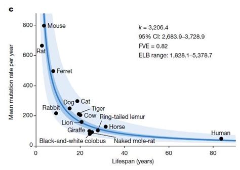 Tight Anti Correlation Between Mutation Rates And Lifespan Explaining