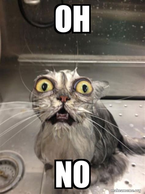 How About No Meme Cat