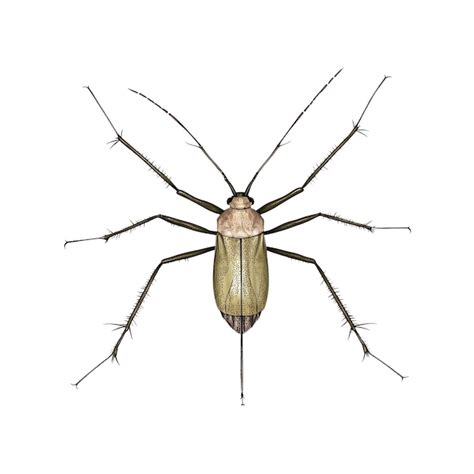 Longlegged Bug With Spiny Legs On White Background Premium Ai