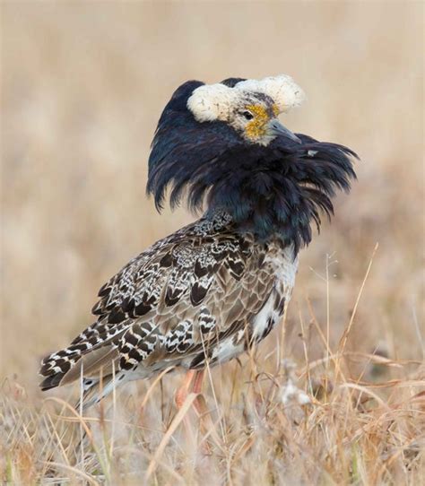 Photo Of The Day Ruff Audubon