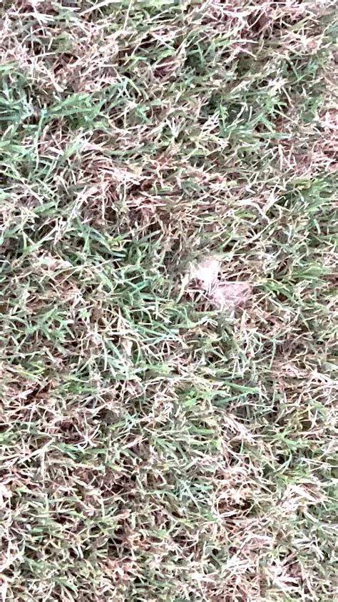 Hovering Striped Insect In North Texas R Insects