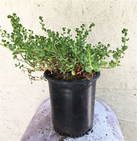 Baccharis Pilularis Pigeon Point Coyote Bush Plant Material