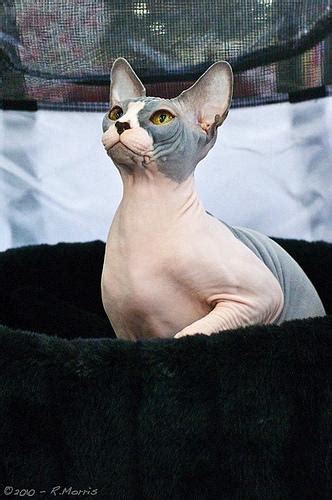 Kitttyyy Object Detection Dataset And Pre Trained Model By Cats