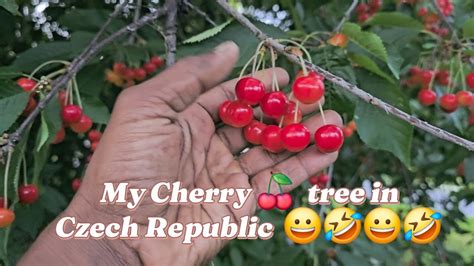 මටත් පලතුරු ගස් තියෙනවා මෙහේ 😀😀🤣🤣 Youtube