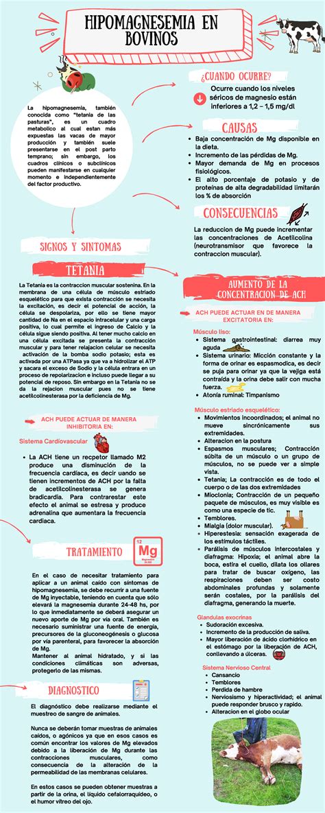 Hipomagnesemia En Bovinos Fisooogia Vete La Tetania Es La Contraccion Muscular Sostenina En