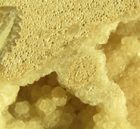 Close Up Of A Boring Made By A Bivalve Shells Still Present And