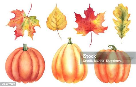 호박과 단풍 단풍나무 자작나무 참나무 흰색 배경에 사시나무 세트 가을 야채 수확 손으로 그린 수채화 그림입니다 할로윈과 추수 감사절 엽서용 번들입니다 10월에 대한 스톡