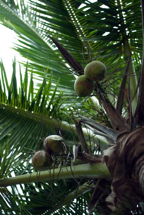 Free Stock Photo Of Ripening Coconuts In A Palm Tree Photoeverywhere