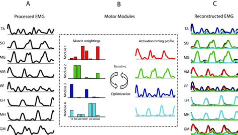 Reconstruction Of Emgs By Nonnegative Matrix Factorization Nnmf Only Download Scientific