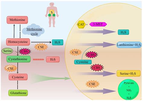 Synthesis And Metabolism Of H2s In Lung Cancer Encyclopedia Mdpi