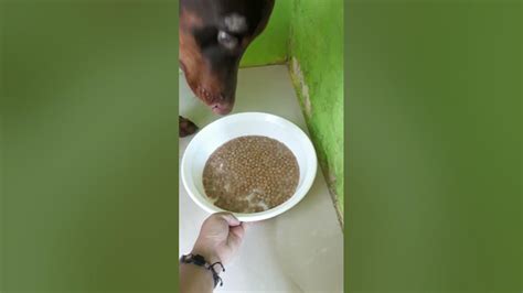 Hello Im Rusty G 🐶💙 Youtube