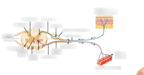 Diagram Of Spinal Cord Quizlet