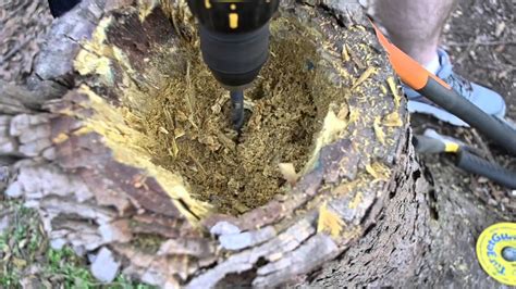 How To Make A Stump Planter YouTube