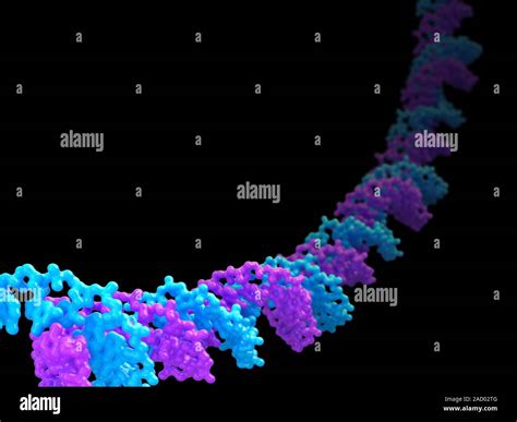 Dna Molecule Computer Illustration Of A Double Stranded Dna Deoxyribonucleic Acid Molecule