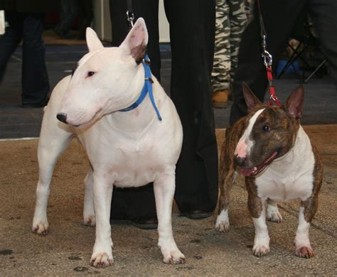 Bull Terrier Miniature Photos And Wallpapers The Beautiful Bull